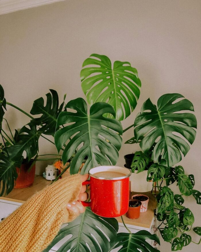 Greenery: Bringing Nature Indoors | Free Shipping